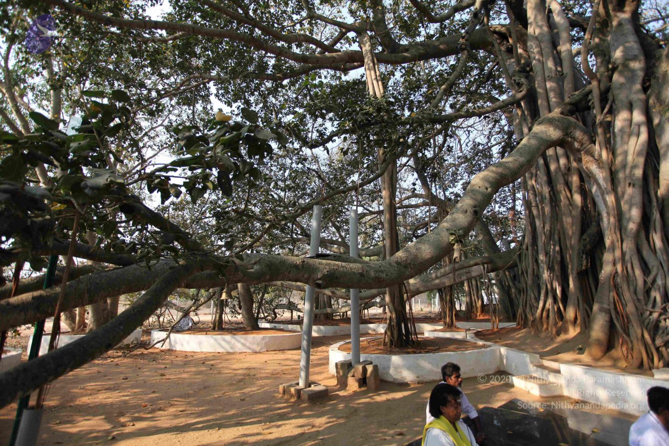 Banyan Tree - Nithyanandapedia