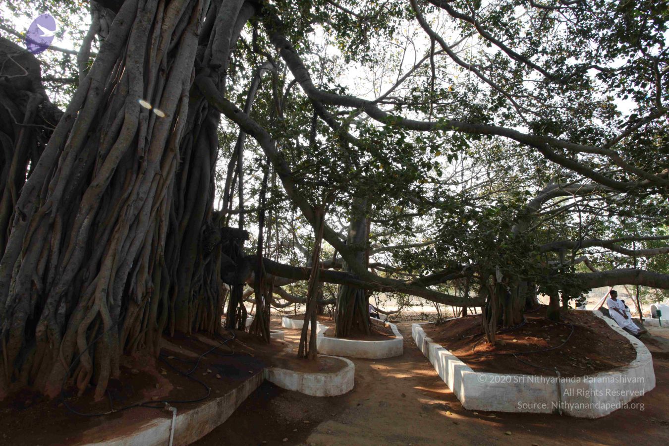 Banyan Tree - Nithyanandapedia