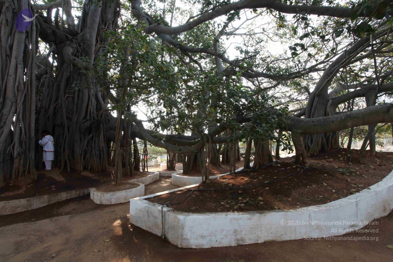 Banyan Tree - Nithyanandapedia